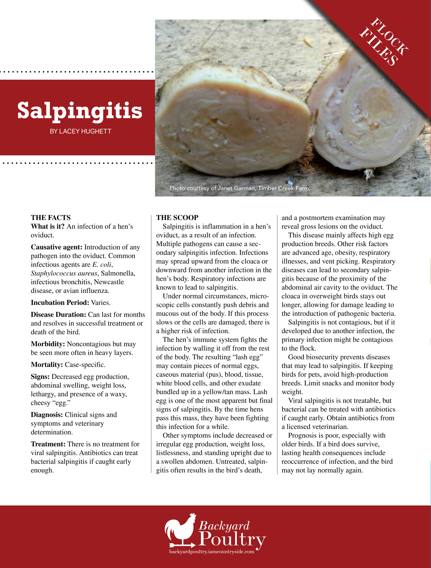 Salpingitis - Backyard Poultry